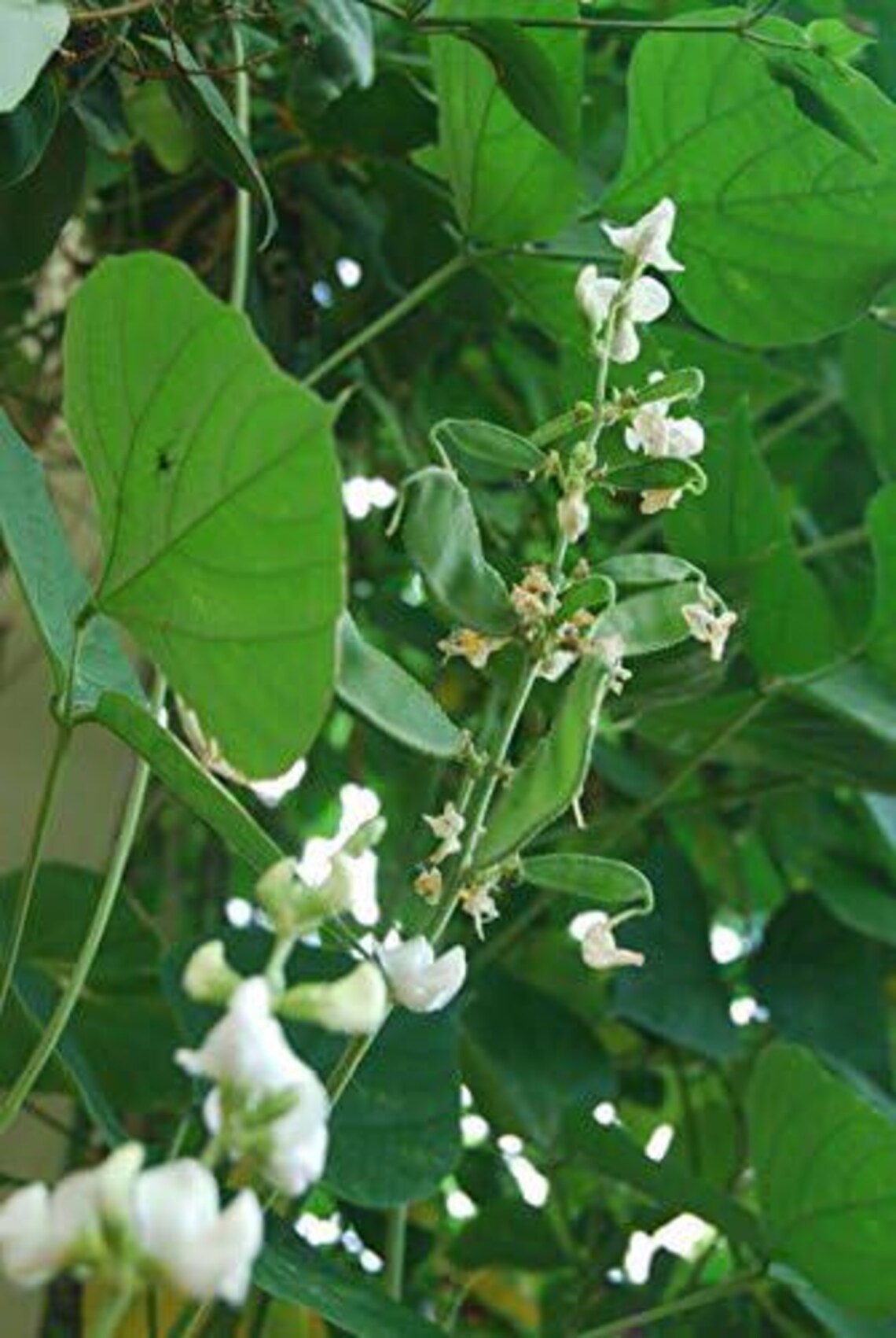 White Hyacinth Bean Vine Seeds (lablab Alba) - Etsy