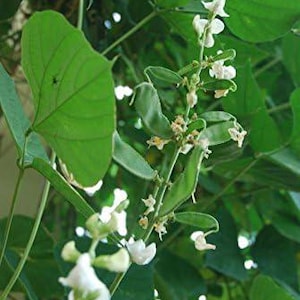 White Hyacinth Bean Vine Seeds (lablab Alba) - Etsy