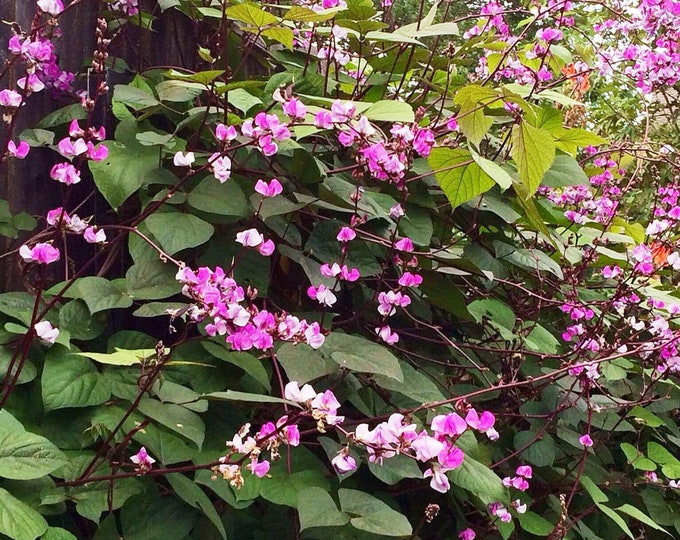 Hyacinth Bean Seeds - Purple/ruby-red Flowering Vine - Etsy
