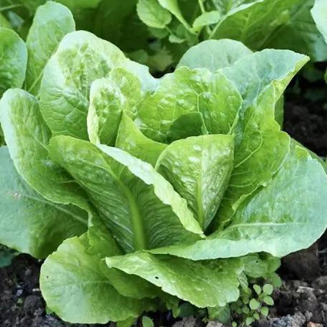 Romaine Lettuce Seeds (lactuca Sativa Var. Longifolia) - Etsy