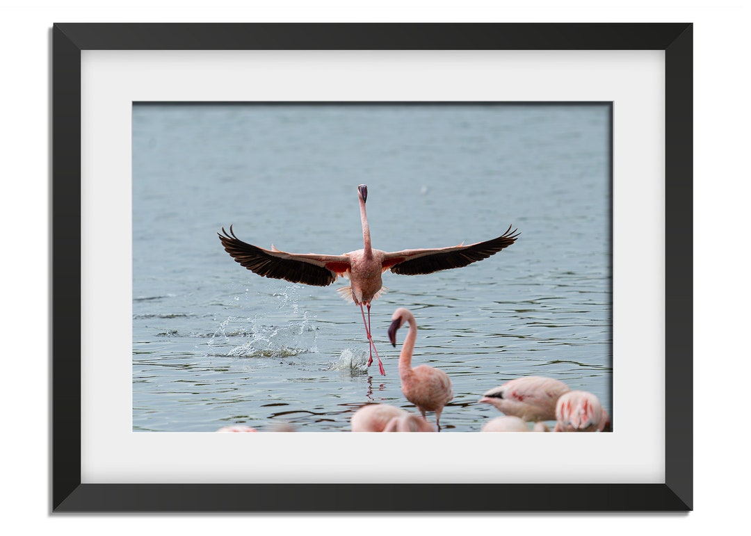 Flamingo Fine Art Print - Etsy