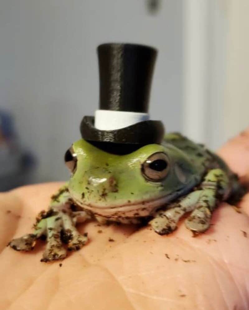 Hats for Pet Frogs (3d-printed) - Etsy