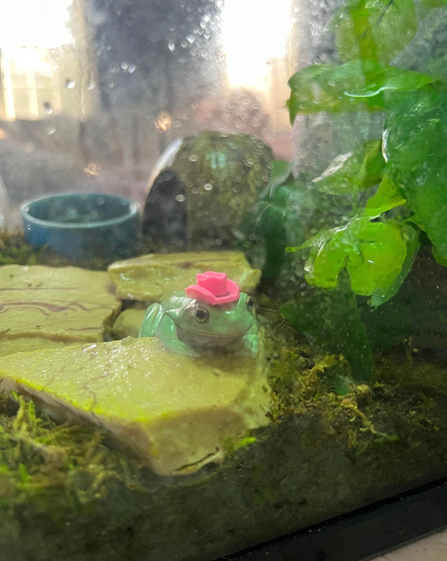 Hats for Pet Frogs (3d-printed) - Etsy