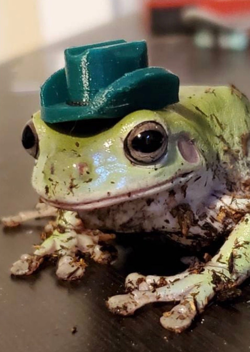 Hats for Pet Frogs (3d-printed) - Etsy