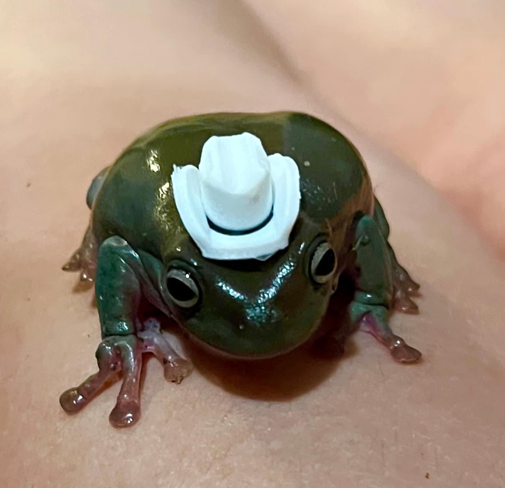 Hats for Pet Frogs (3d-printed) - Etsy