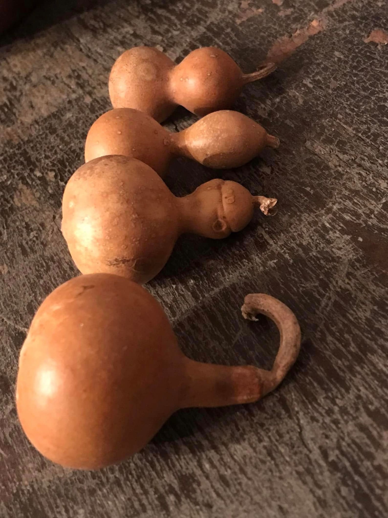 Hard Shell Mini Birdhouse Gourds Rare Gourds Primitive Bowl Filler ...