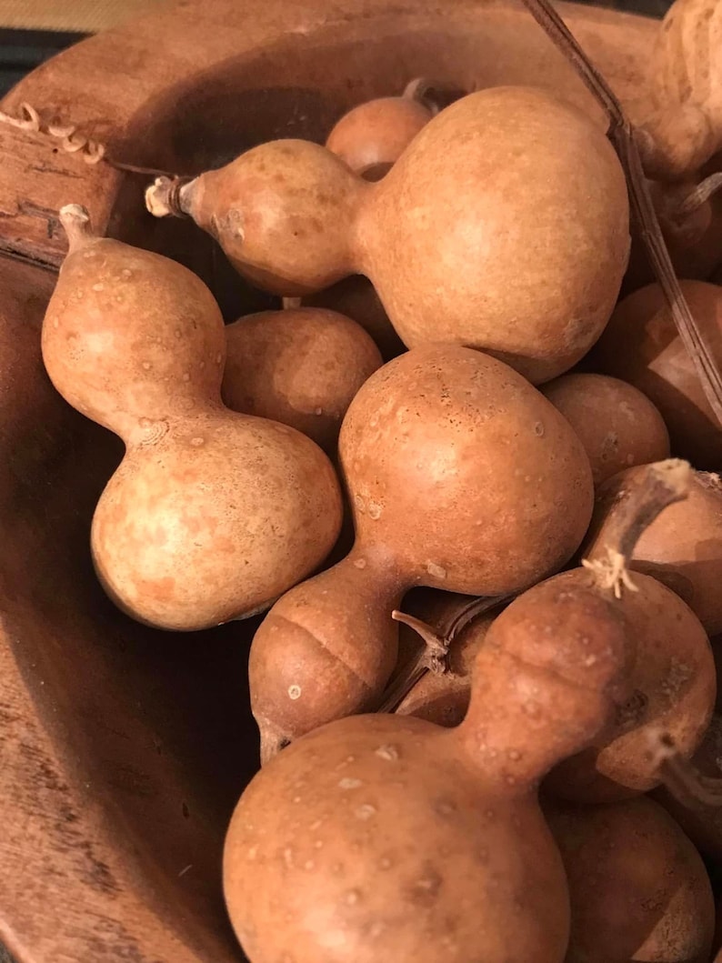 Hard Shell Mini Birdhouse Gourds Rare Gourds Primitive Bowl Filler ...