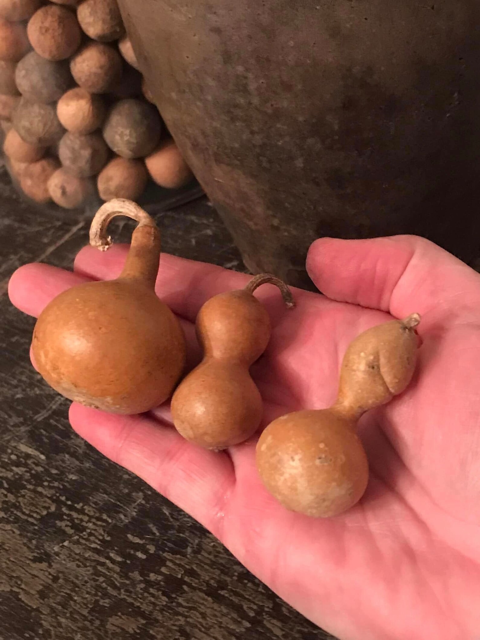 Hard Shell Mini Birdhouse Gourds Rare Gourds Primitive Bowl Filler ...