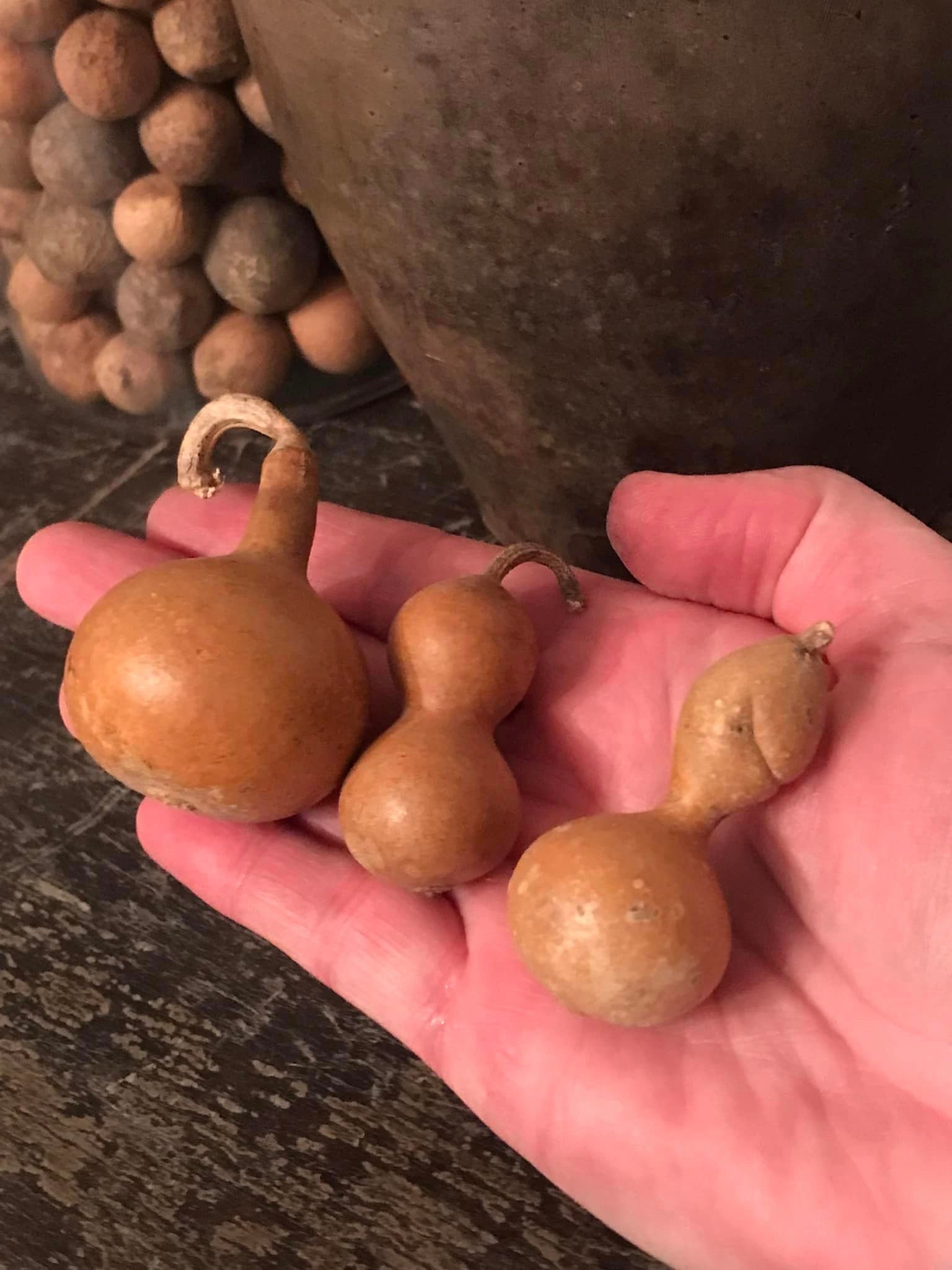 Hard Shell Mini Birdhouse Gourds Rare Gourds Primitive Bowl Filler ...