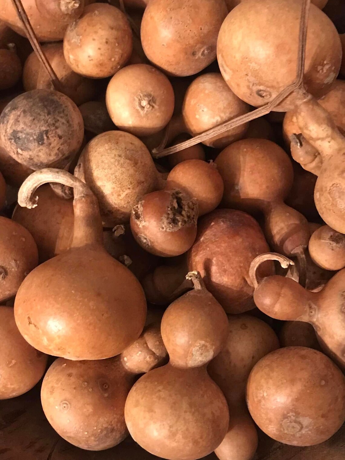 Hard Shell Mini Birdhouse Gourds Rare Gourds Primitive Bowl Filler ...