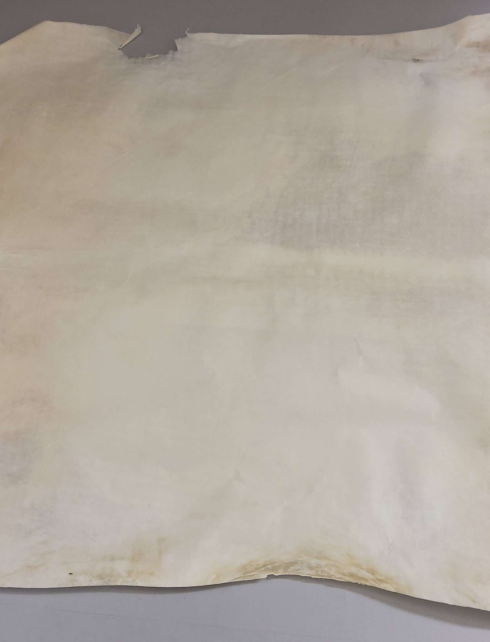 Natural Skin Parchment - Etsy