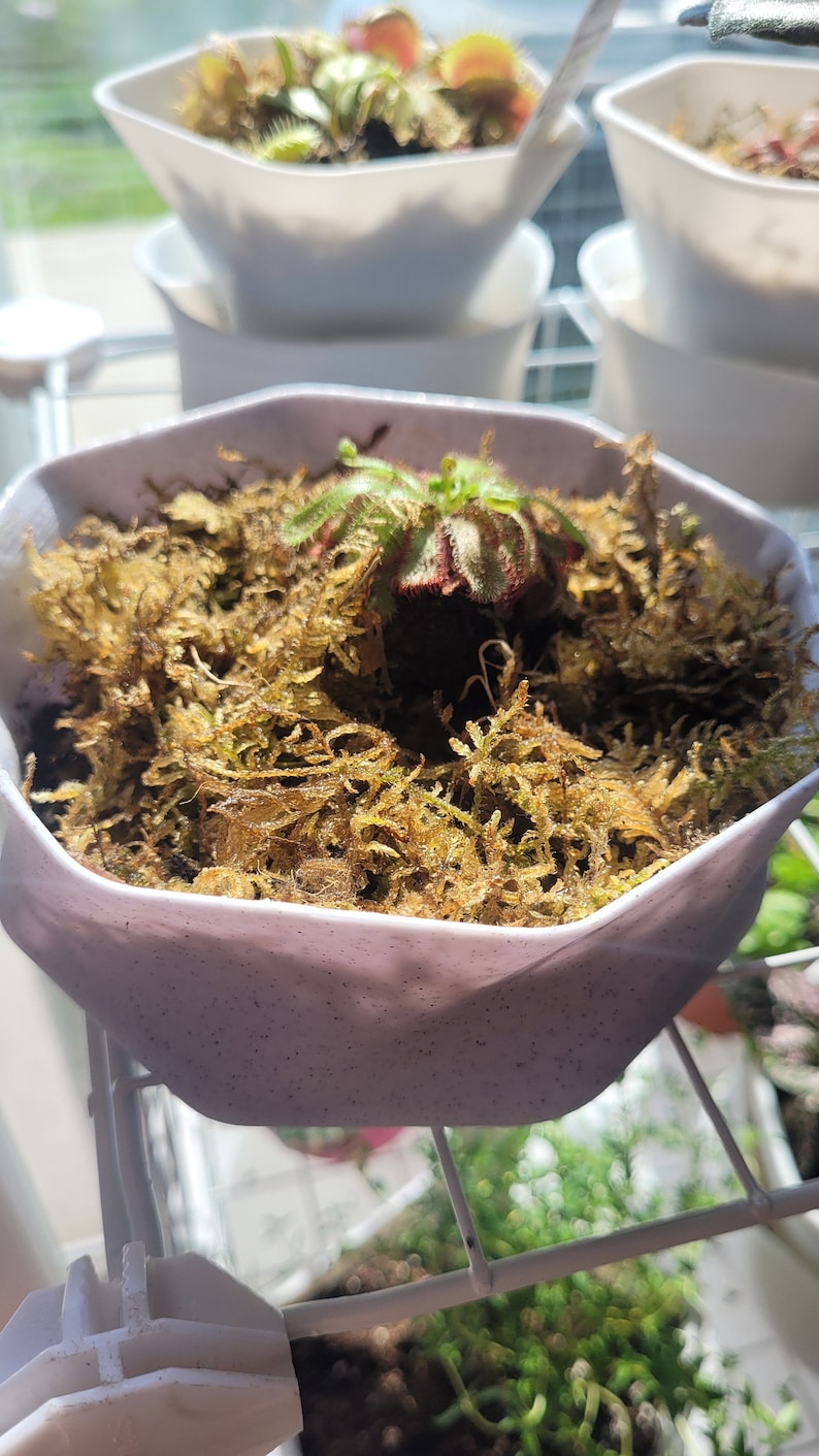 Carnivorous Bog Garden Planter - Etsy