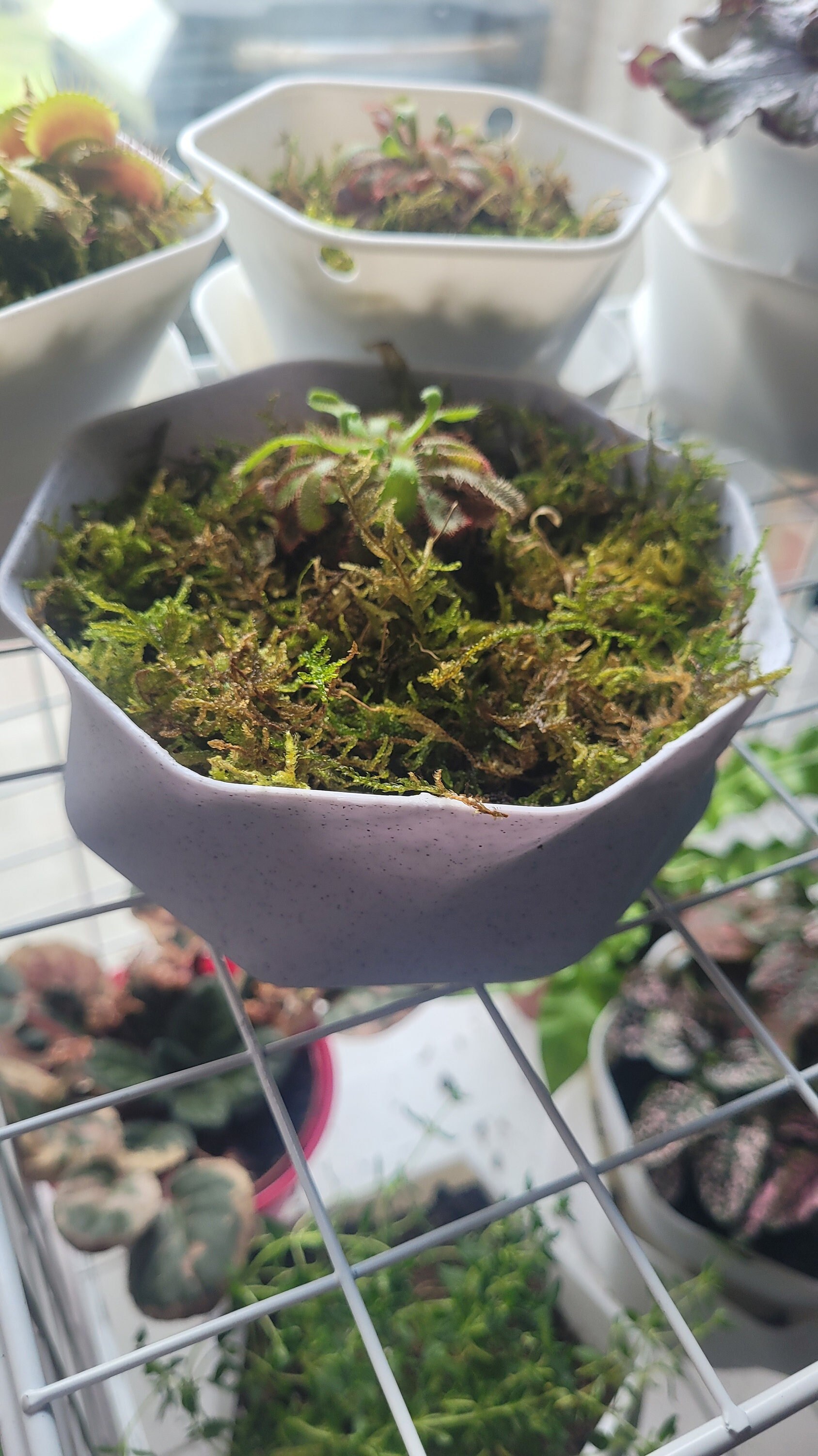 Carnivorous Bog Garden Planter - Etsy