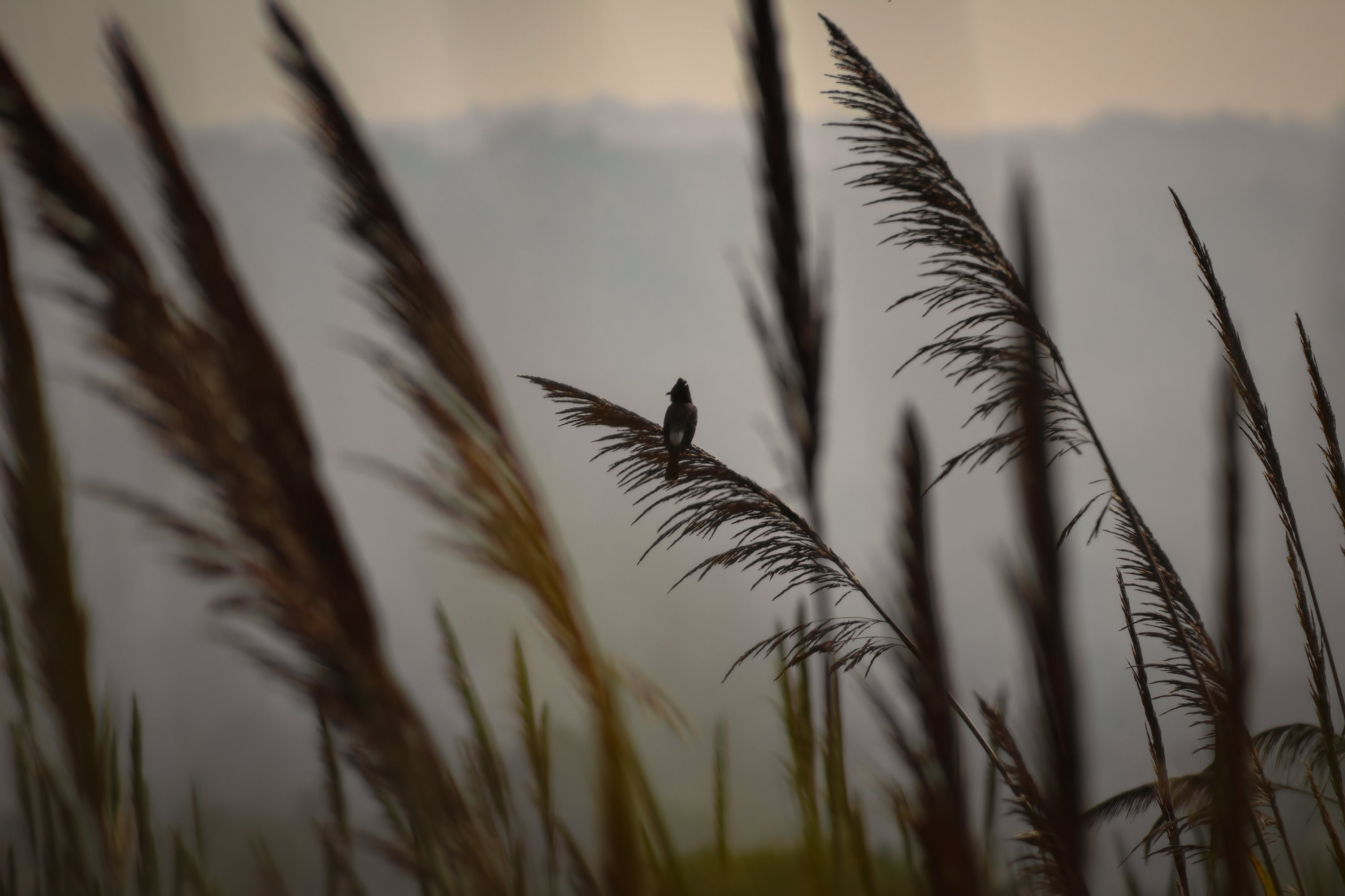 Nepal Safari Grass Print Photo - Landscape and Wildlife Photography ...