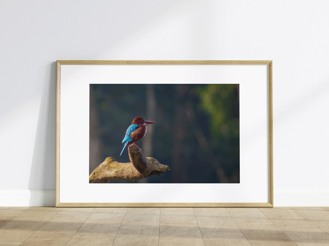 Kingfisher Photo Print - Wildlife Photography Prints by Jackson Laing ...
