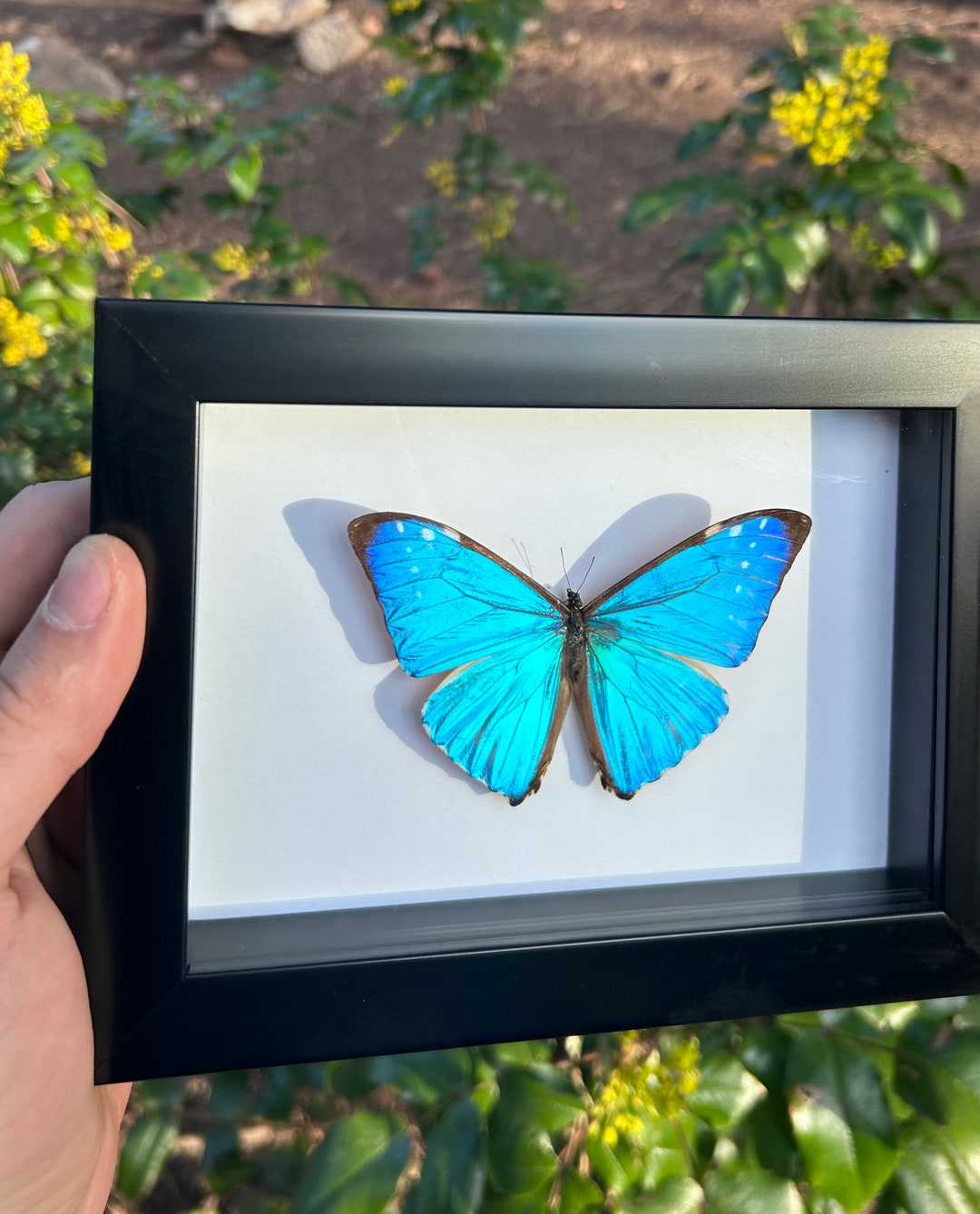Blue Morpho Butterfly Frame Display - Etsy