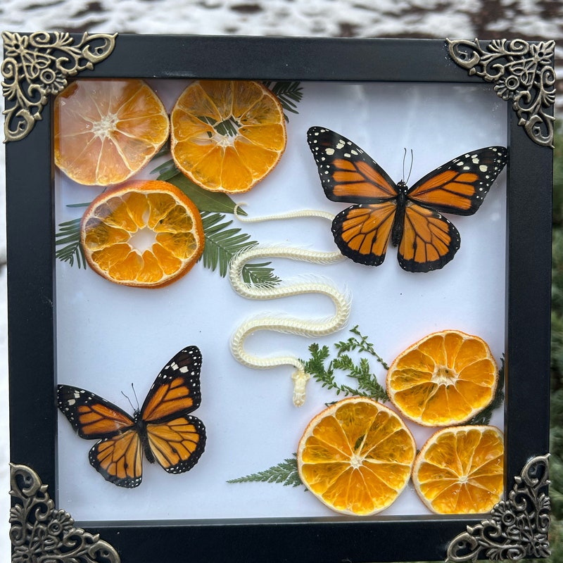 Butterfly Skeleton - Etsy