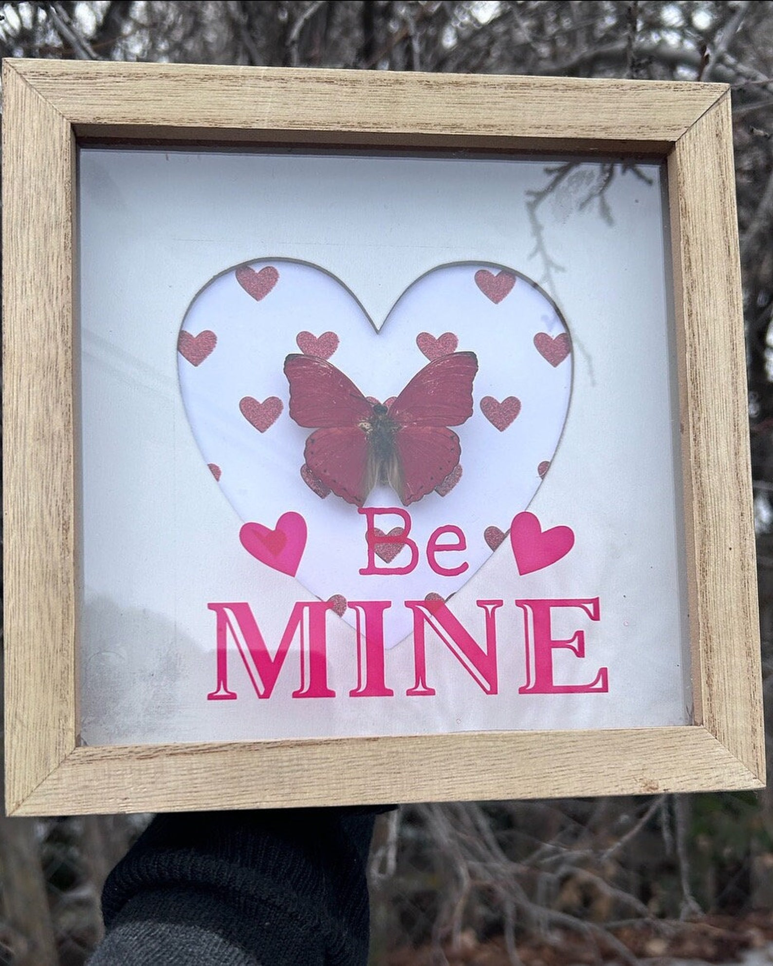 Real Cymothoe Sangaris Butterfly Valentines Gift - Etsy