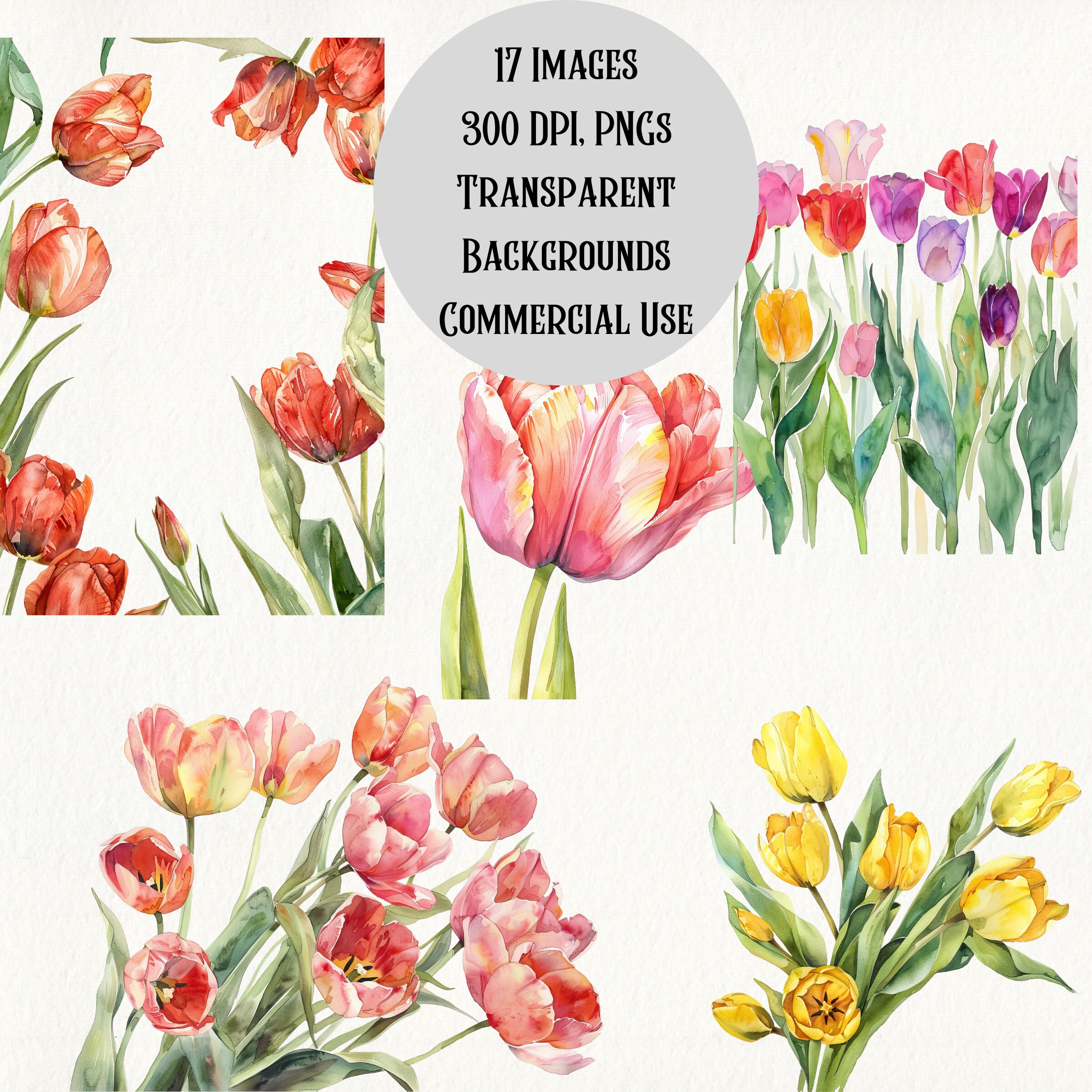 Tulip Clipart. 300 DPI, 17 Pngs, Instant Download, Transparent ...