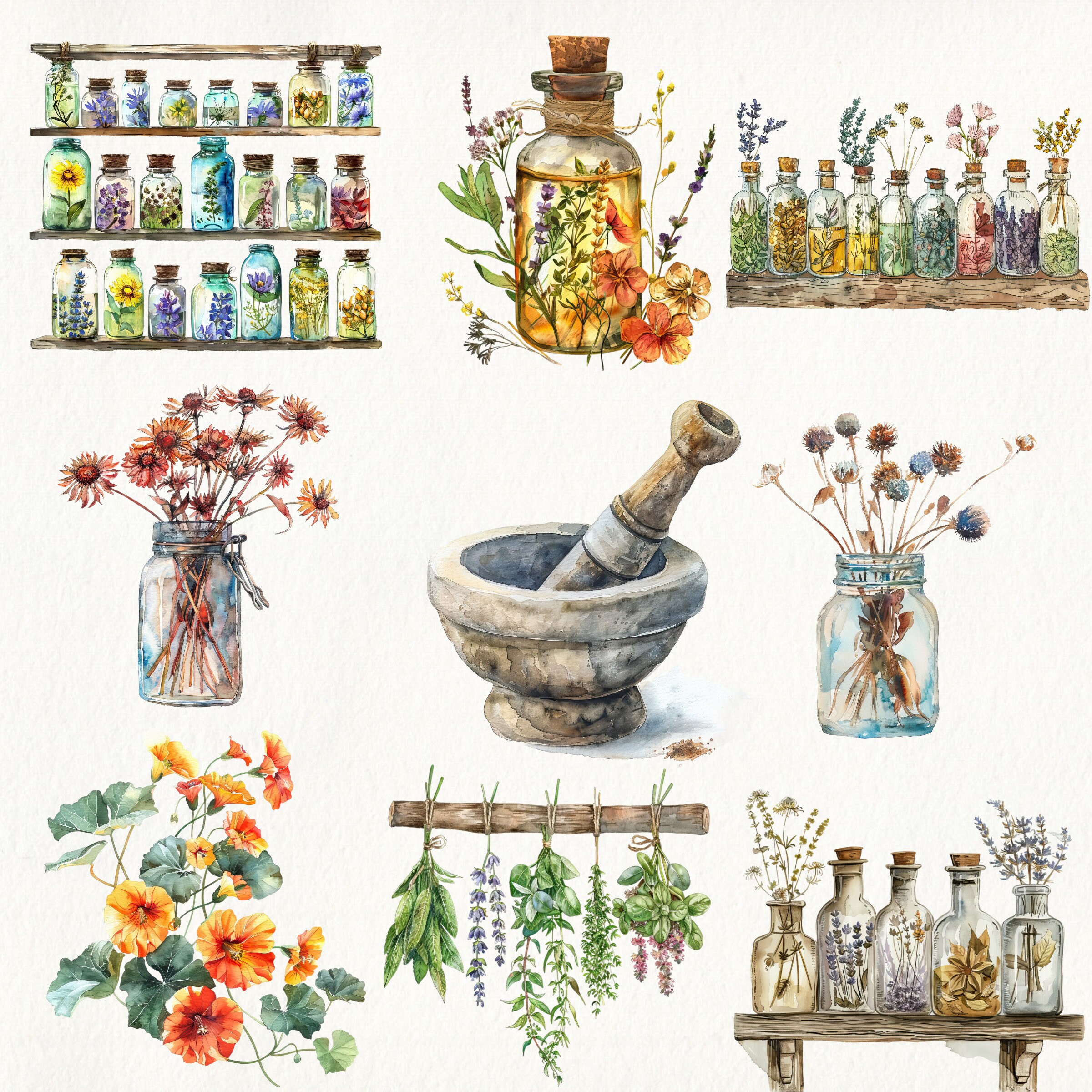 Herb Clipart. Medicinal Herbs, 32 Pngs, 300 DPI, Instant Download ...