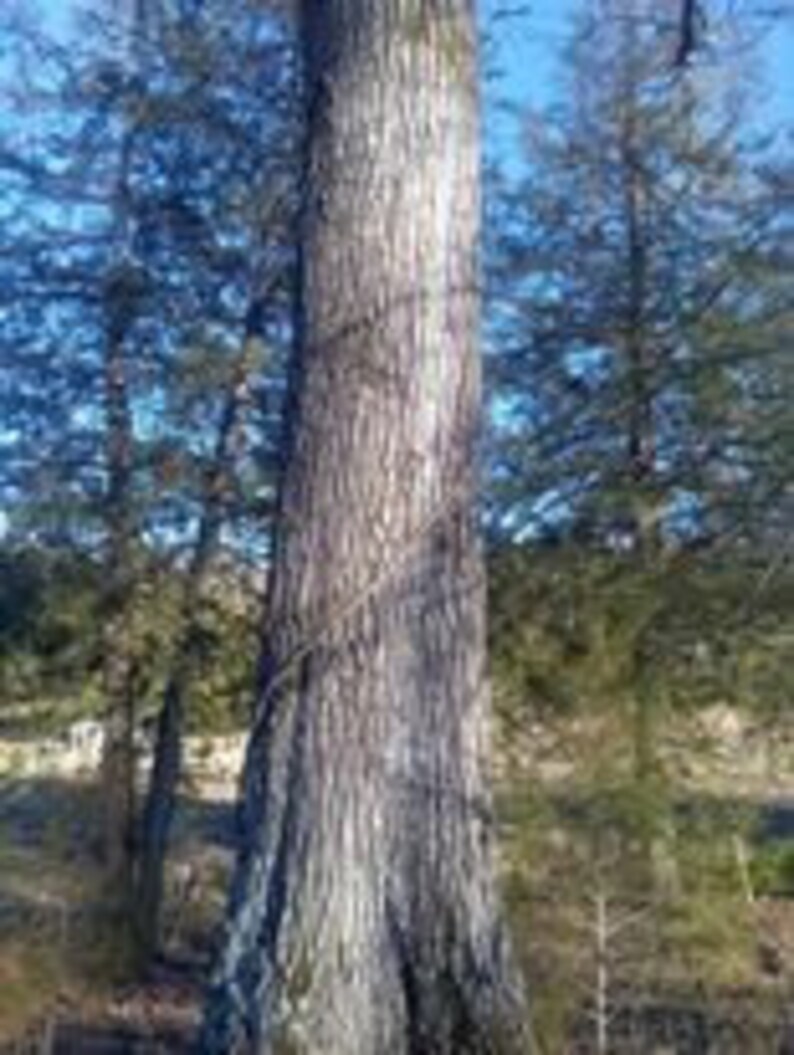 Northern Red Oak Sprouted Acorns - Etsy