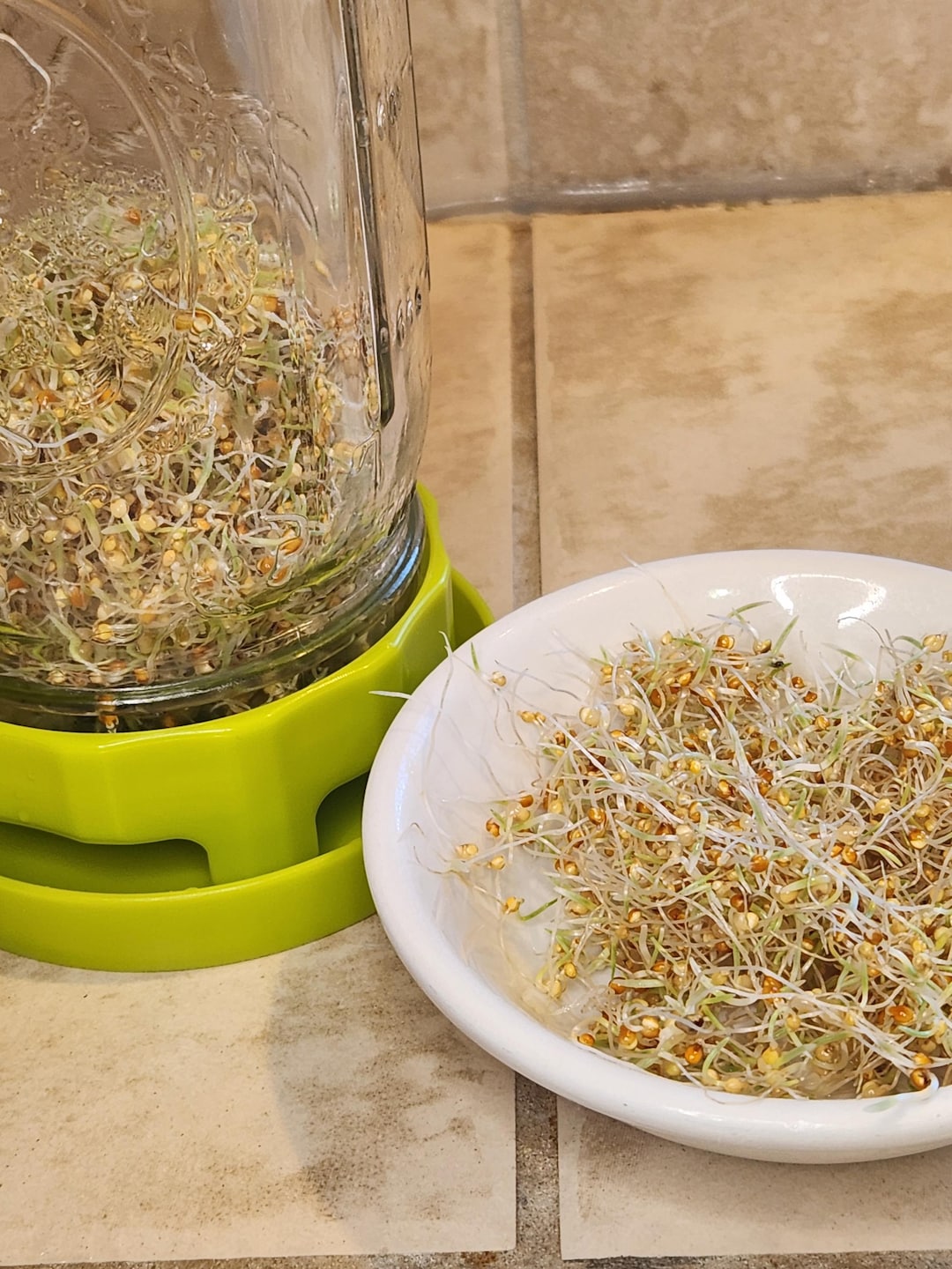 Sprout Kit for Pet Birds, Sprouting System, Includes Seeds, Parakeets ...