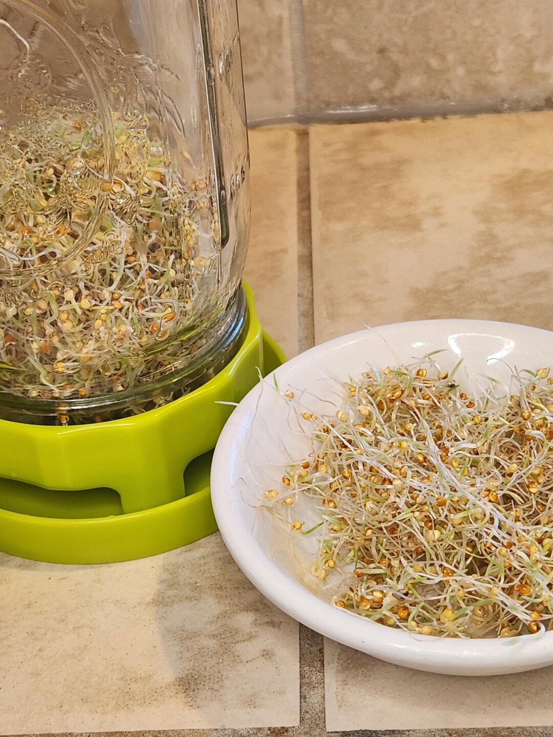 Double Jar Bird Sprout Kit: Tri-millet Sprouting System - Etsy