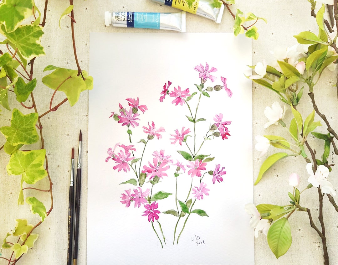 Original Rose Campion Watercolor Painting: Botanical Illustration - Etsy