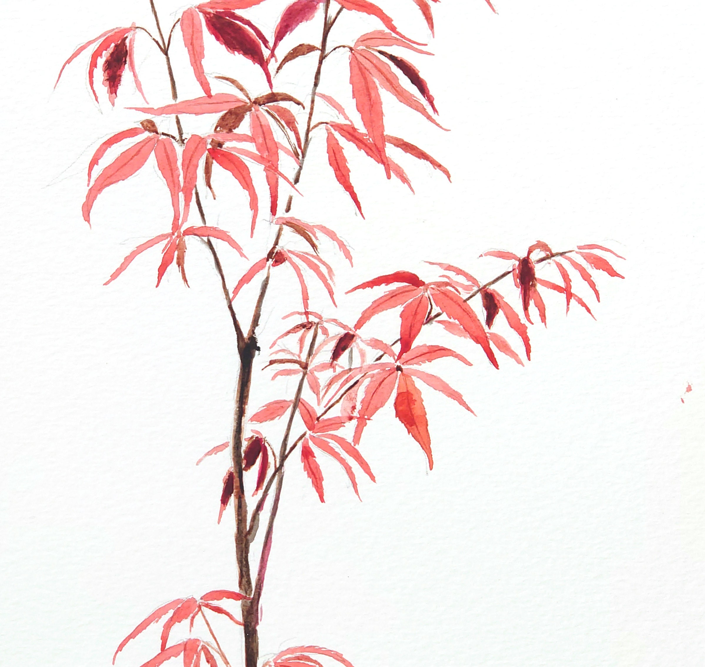 Original Painting, Hand Painted Red Japanese Dwarf Maple Tree ...