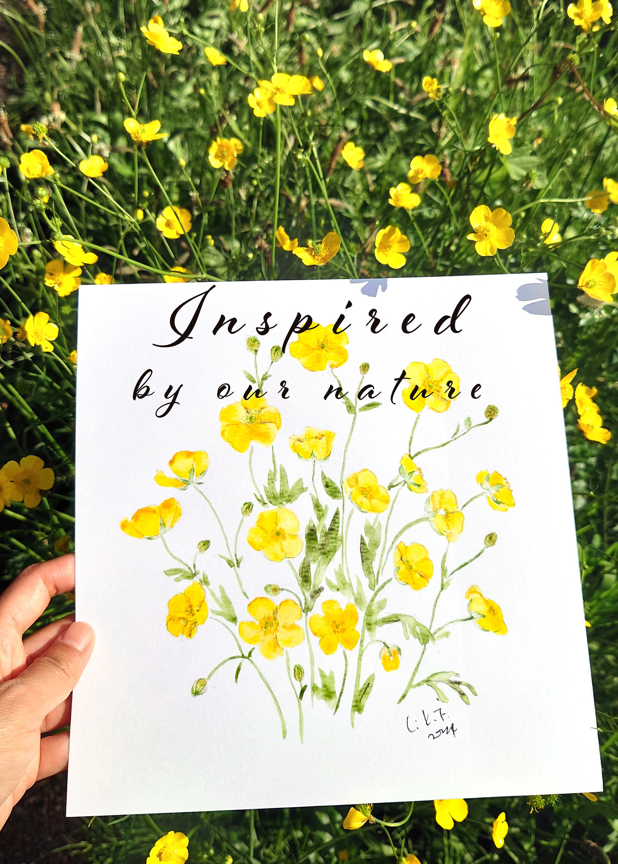 Original Watercolor Painting ,realistic Yellow Buttercup Flowers ...