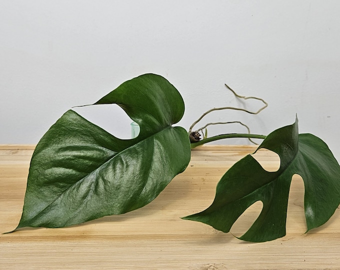 Split Leaf Monstera Cutting, Live Unrooted Cutting to Propagate, Free ...