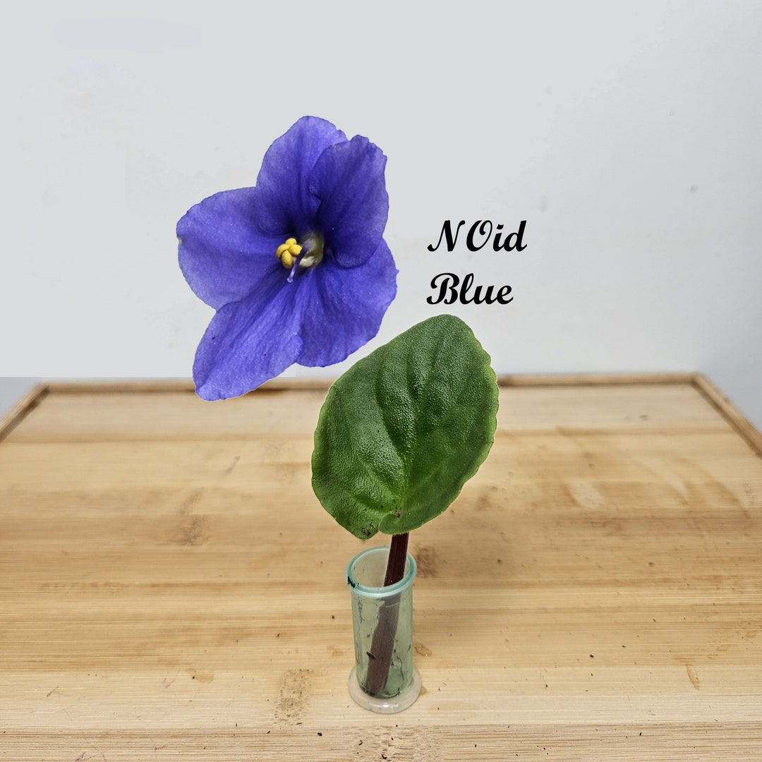 African Violet Cutting, Blue Noid, Cutting to Propagate, Free Shipping ...