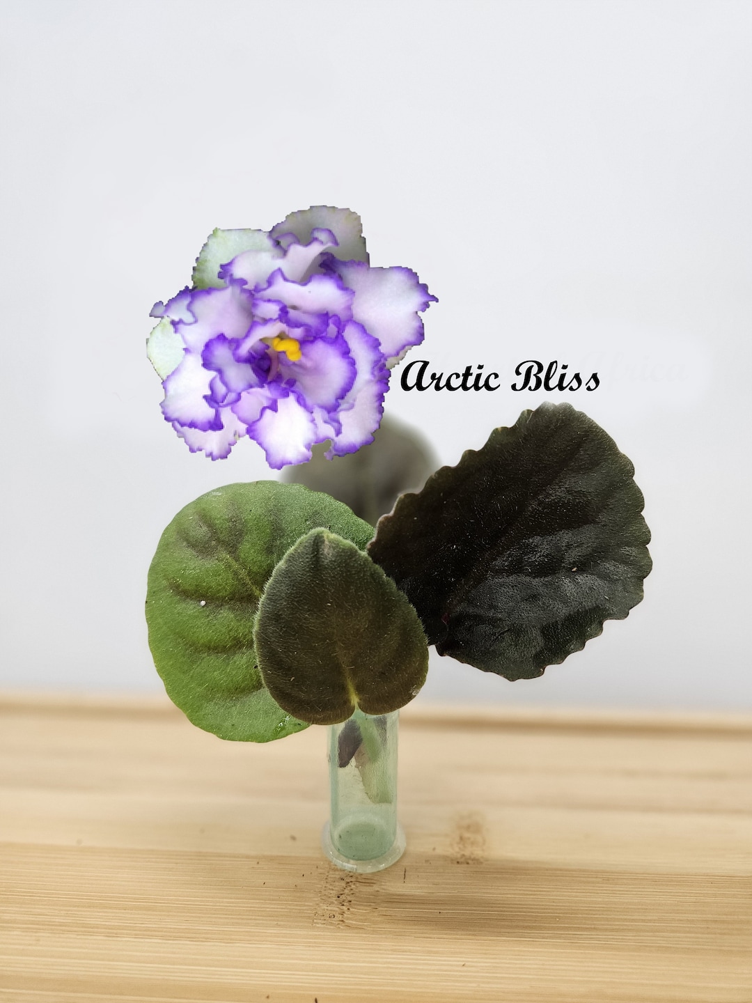 African Violet Cutting, Arctic Bliss Live Unrooted Cutting to Propagate, Free Shipping With 7 ...