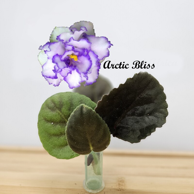 African Violet Plant - Etsy