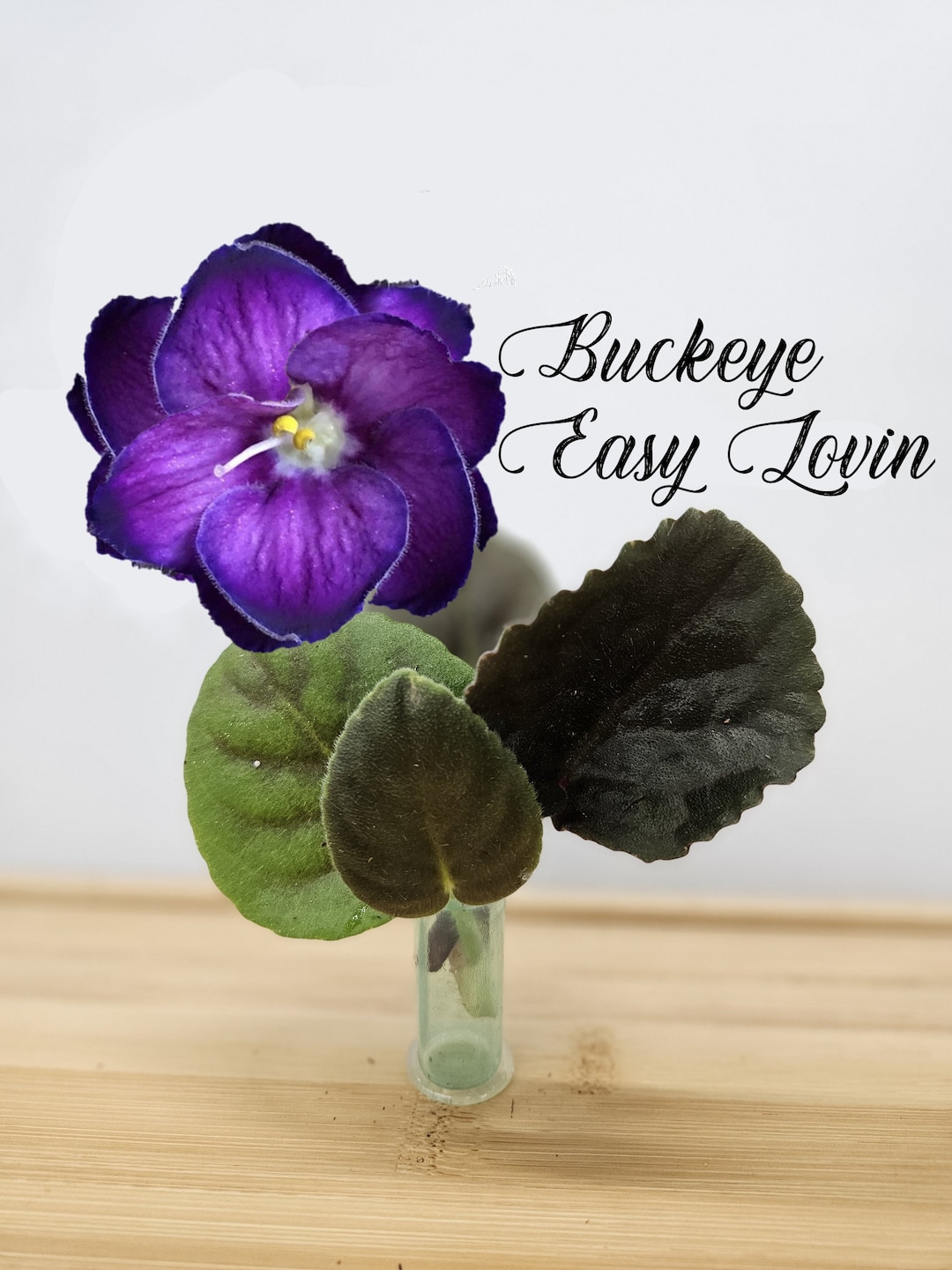 African Violet Cutting, Buckeye Easy Lovin Live Unrooted Cutting to ...