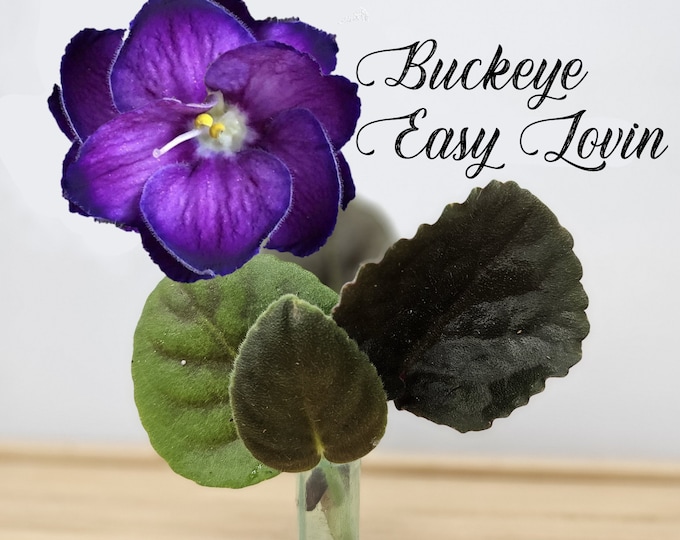 African Violet Cutting, Buckeye Easy Lovin Live Unrooted Cutting to ...