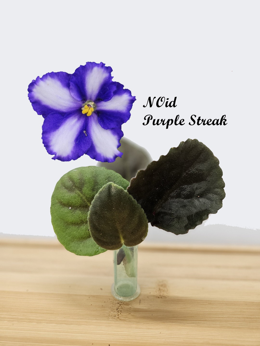 African Violet Cutting, Purple Ruffle Noid, Cutting to Propagate, Free ...