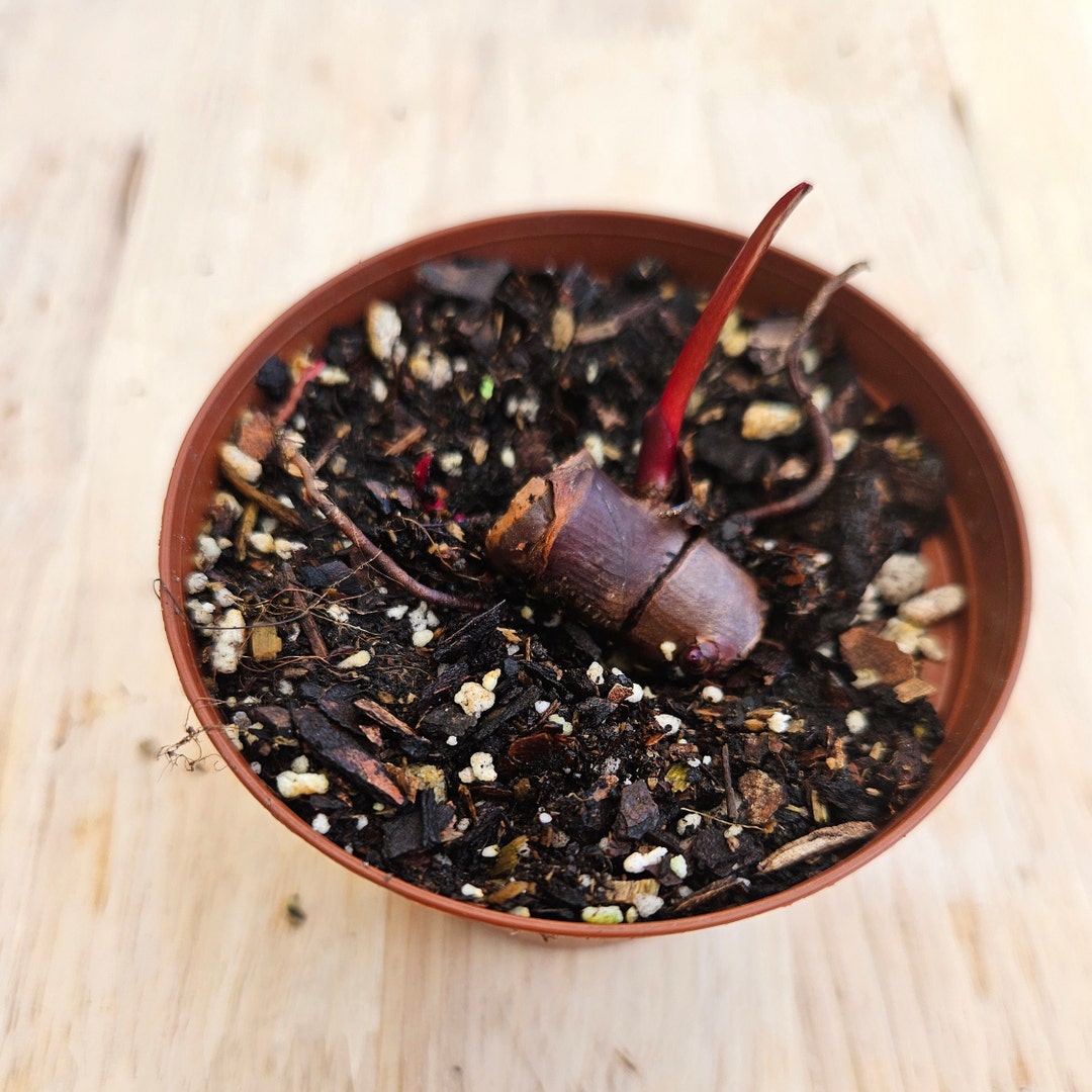 1 Pink Princess Philodendron Node Cutting, Live Philodendron Node With ...