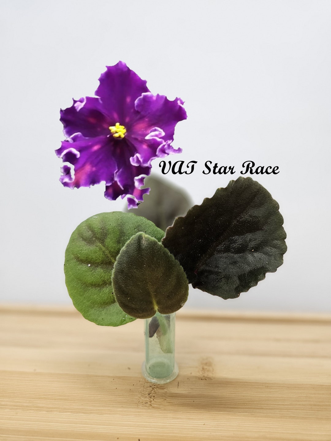 African Violet Cutting, VAT Star Race Live Unrooted Cutting to ...
