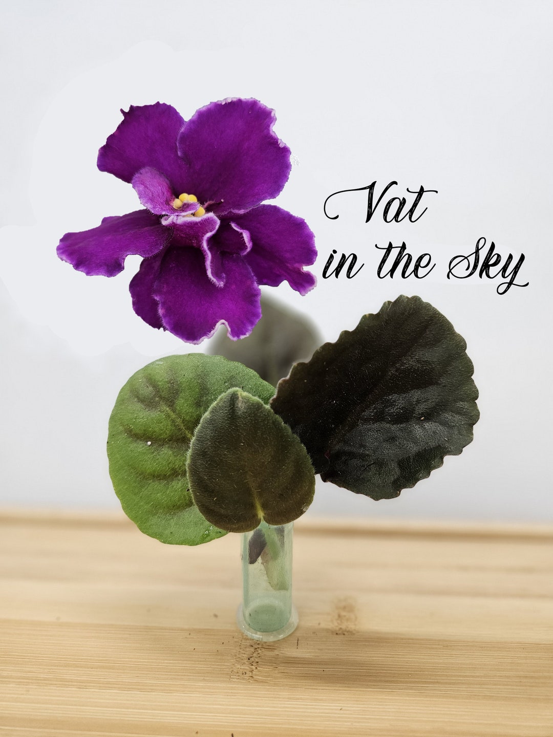 African Violet Cutting, Vat in the Sky Live Unrooted Cutting to ...