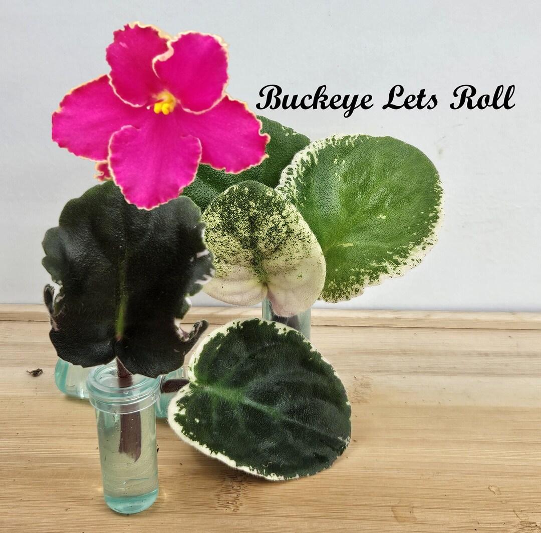African Violet Cutting, Buckeye Let's Roll Live Unrooted Cutting to ...