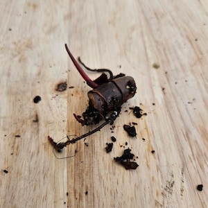 1 Pink Princess Philodendron Node Cutting, Live Philodendron Node With ...