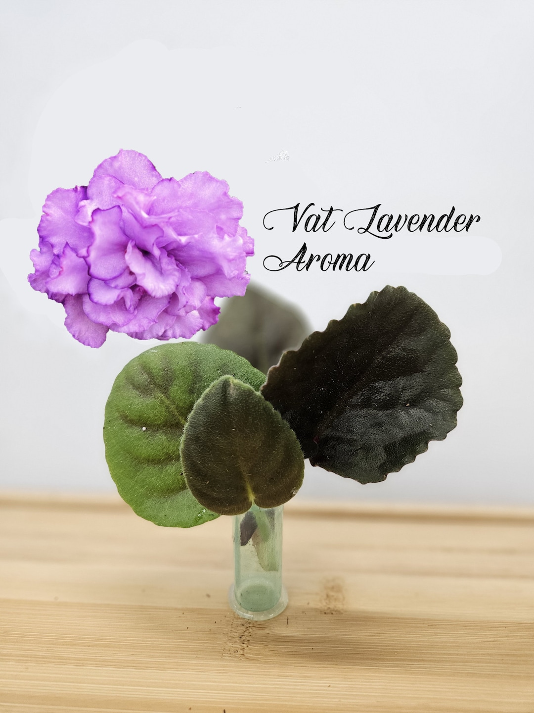 African Violet Cutting, Vat Lavender Aroma Live Unrooted Cutting to ...
