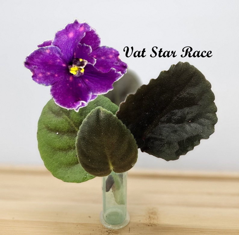 African Violet Cutting, VAT Star Race Live Unrooted Cutting to ...