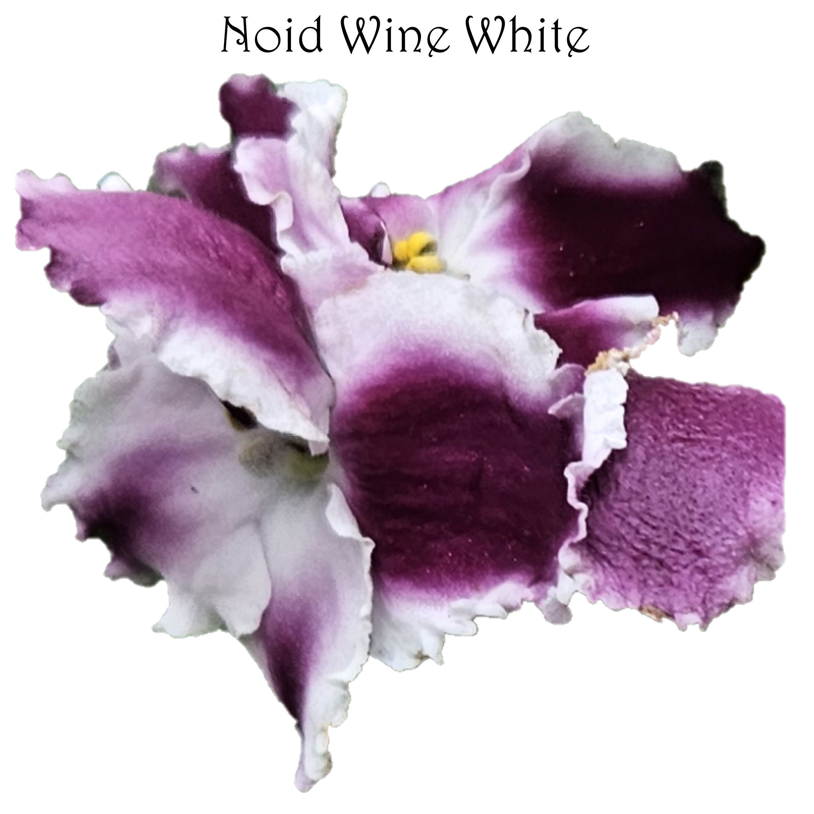 African Violet Cutting, Wine White Noid, Cutting to Propagate, Free ...