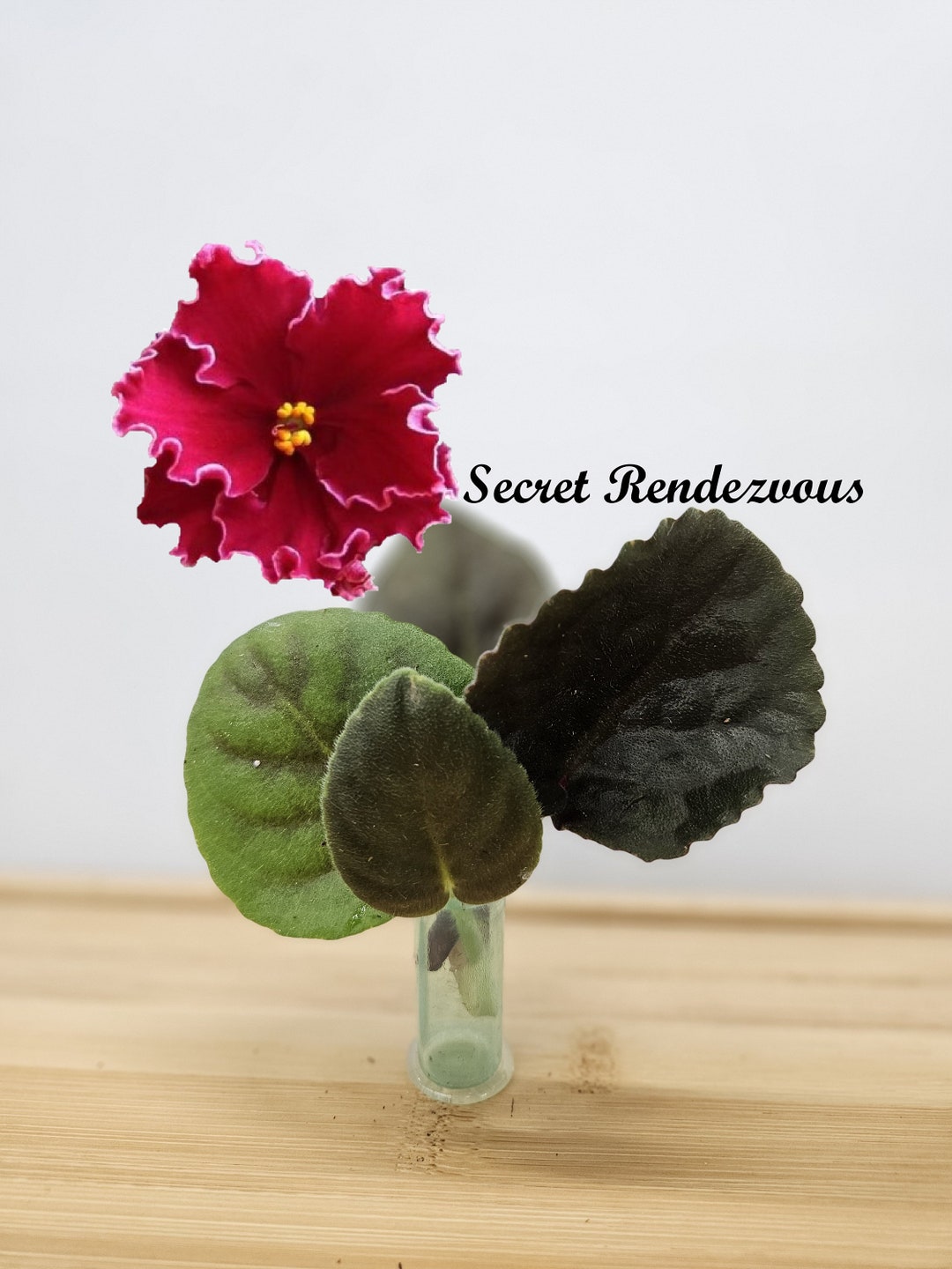 African Violet Variegated Cutting, Secret Rendezvous Live Unrooted ...