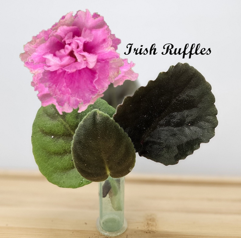 African Violet Cutting, Irish Ruffles Live Unrooted Cutting to ...