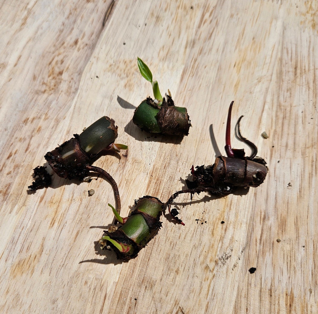 4 Philodendron Nodes, 1 Each White Princess, Pink Princess, White ...