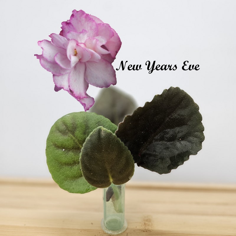 African Violets Live Plants - Etsy