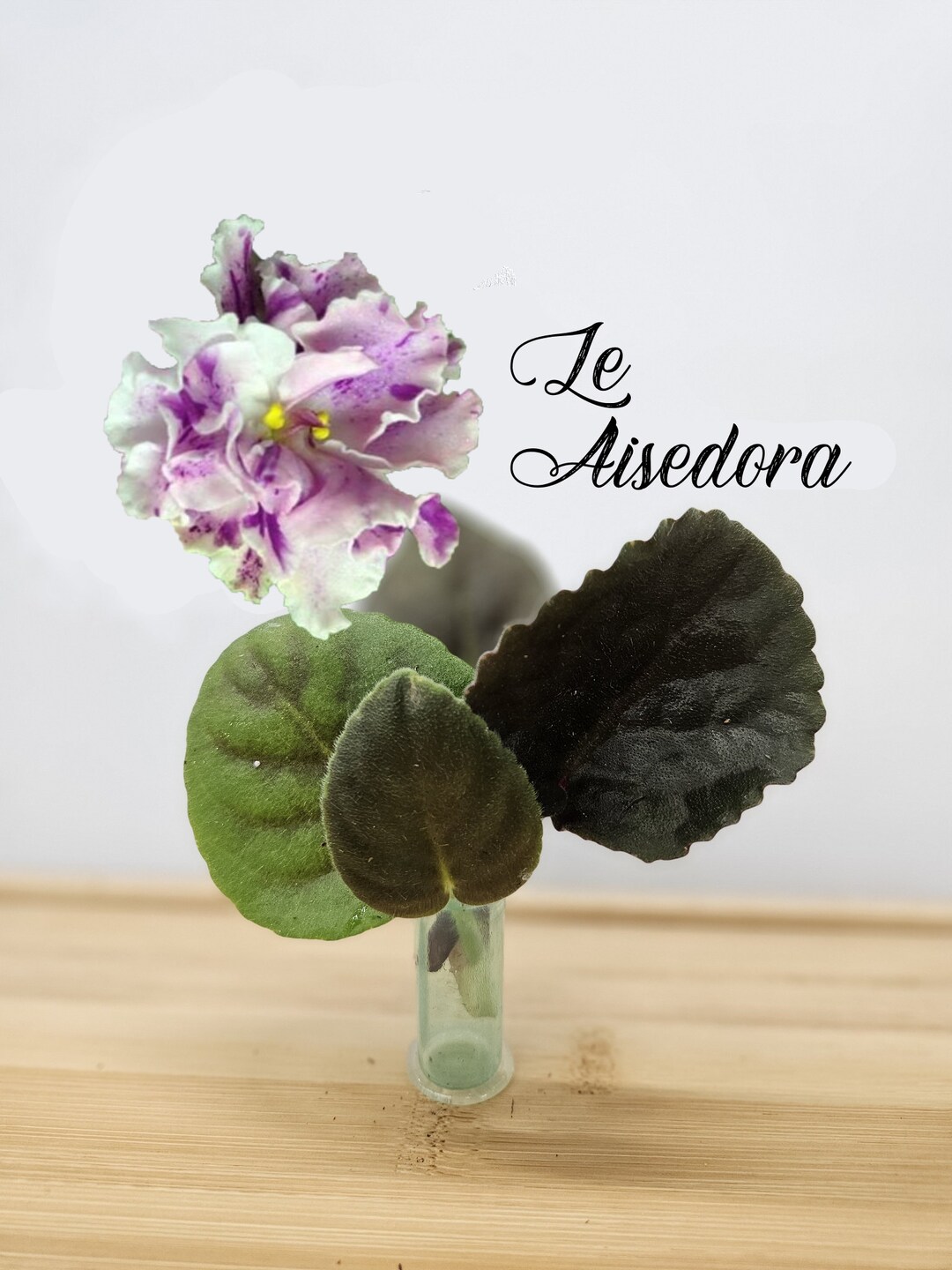African Violet Cutting, Le Aisedora Live Unrooted Cutting to Propagate ...